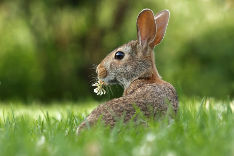 Easter in Germany: Traditions, Customs, and Celebrations